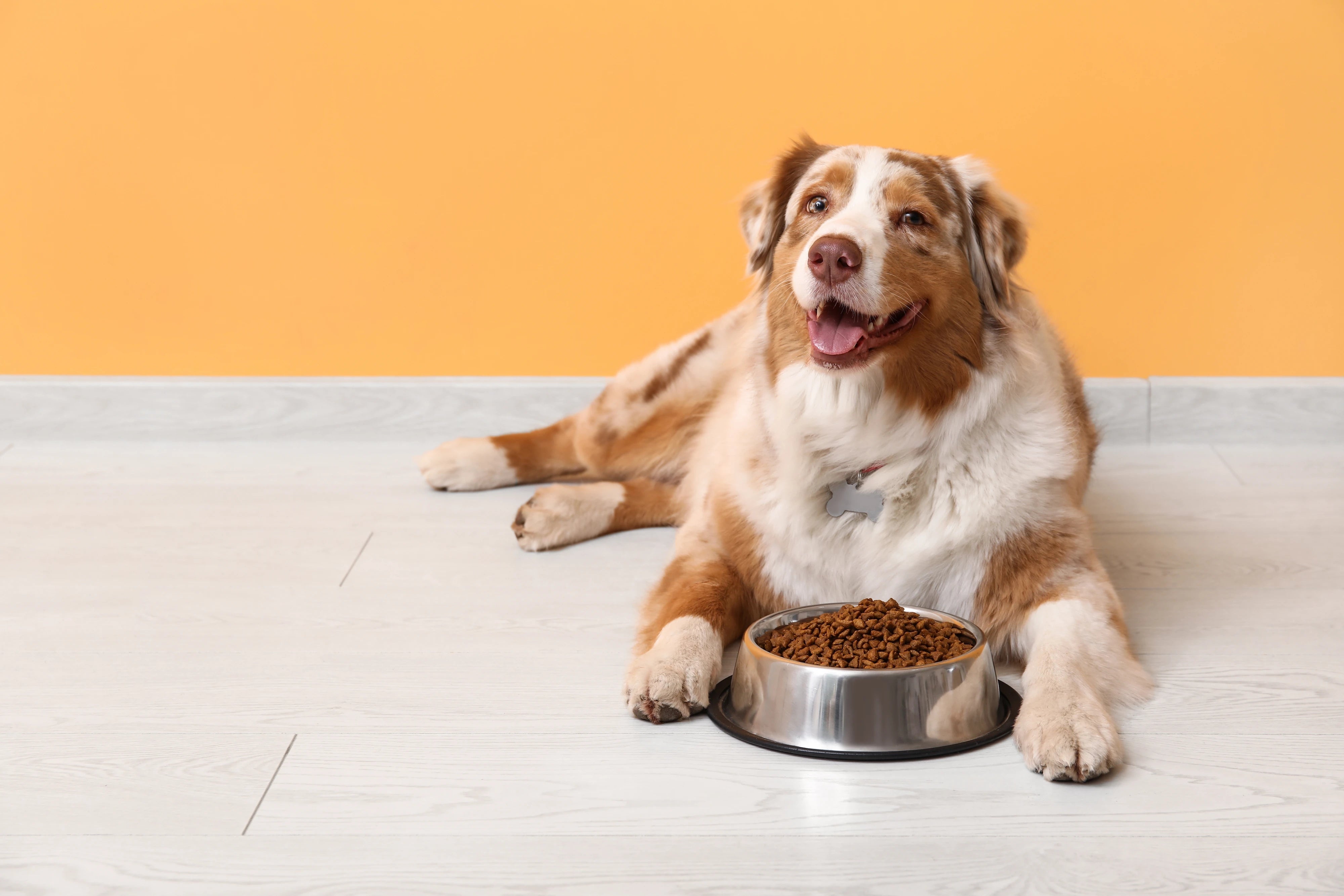 What Is the Best Food for My Dog? – Lumi-Noble
